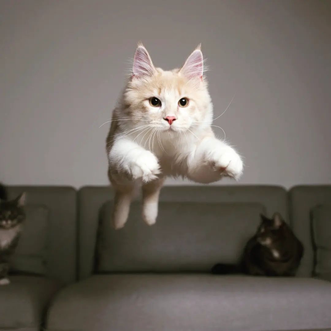15 Cathletes Who Fly Through The Air With Ease — Most Of The Time ...