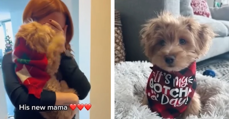 Blind Dog Escapes Euthanasia And Quickly Lands Himself The Perfect New ...