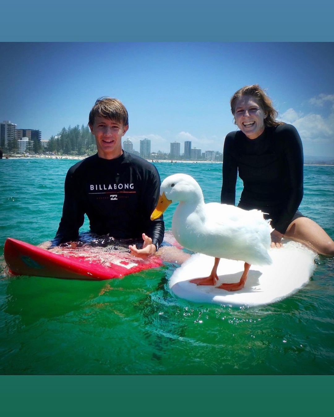 Do Not Adjust Your Screens! That Really Is A Surfing Duck — And He's A ...