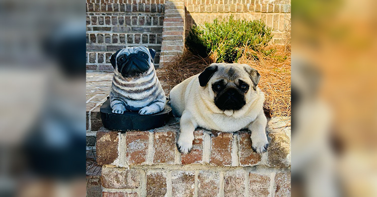 Maggie The Pug Wants You To Meet Her New BFF — A Garden Statue That ...