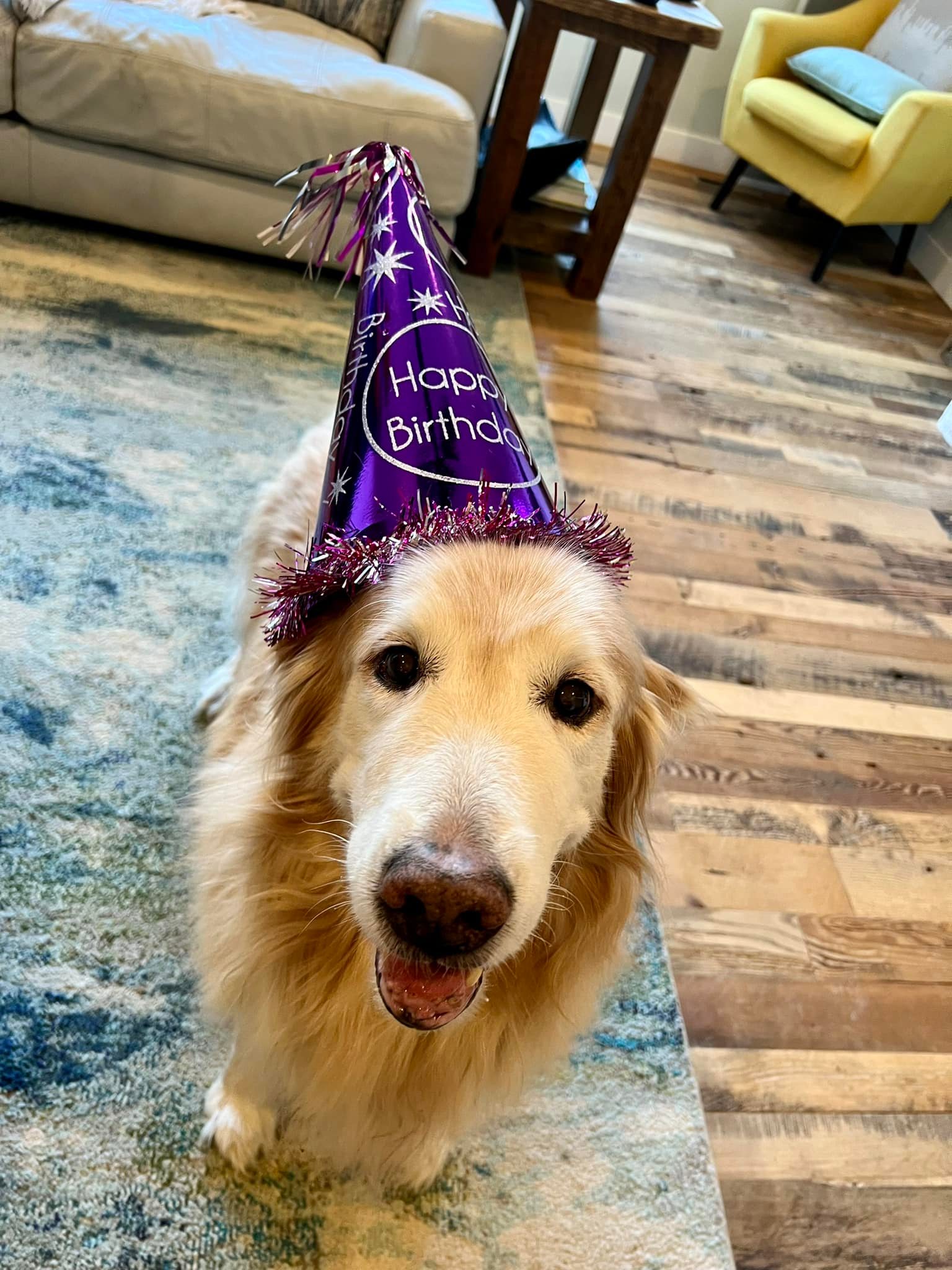 15 "Poorly Drawn" Yet Endearing Pet Pics That Are Helping Support ...