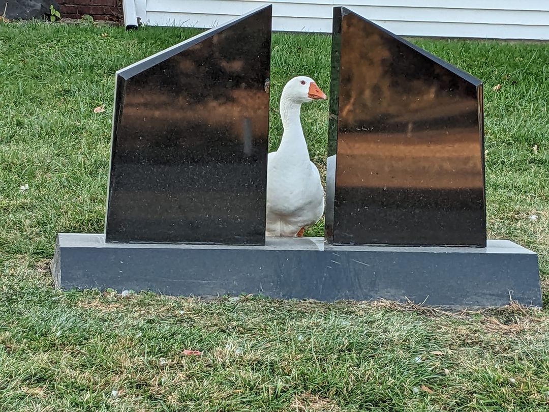 Goose Husband Wanted: Cemetery Takes Out Personal Ad To Help Widowed ...