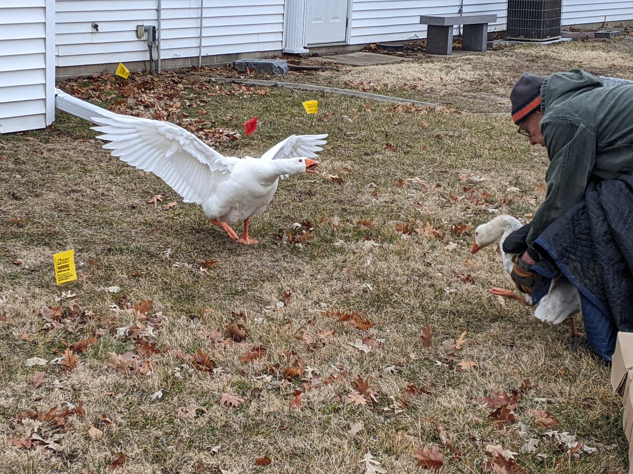 Goose Husband Wanted: Cemetery Takes Out Personal Ad To Help Widowed ...