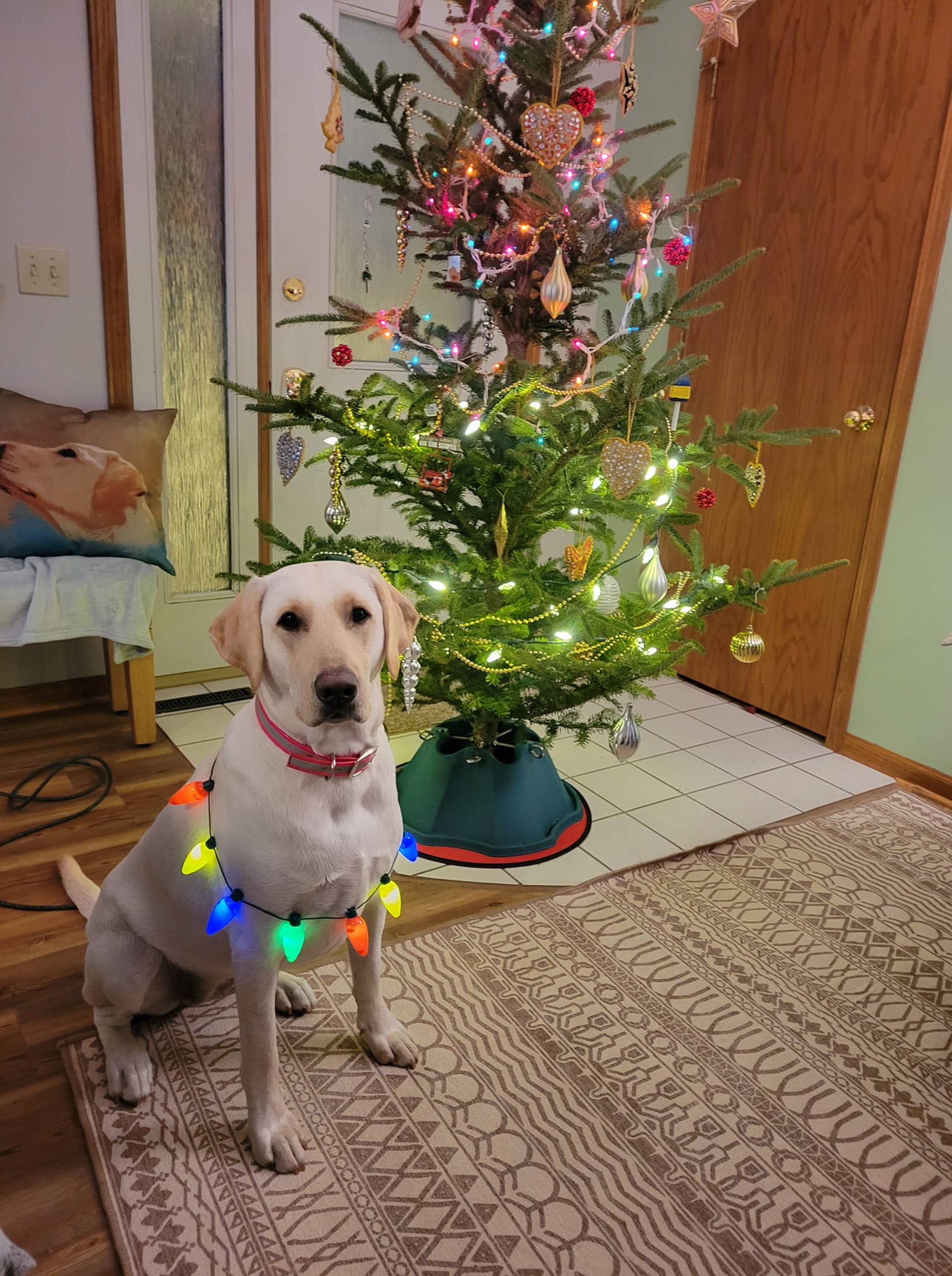 15 "Poorly Drawn" Yet Endearing Pet Pics That Are Helping Support ...
