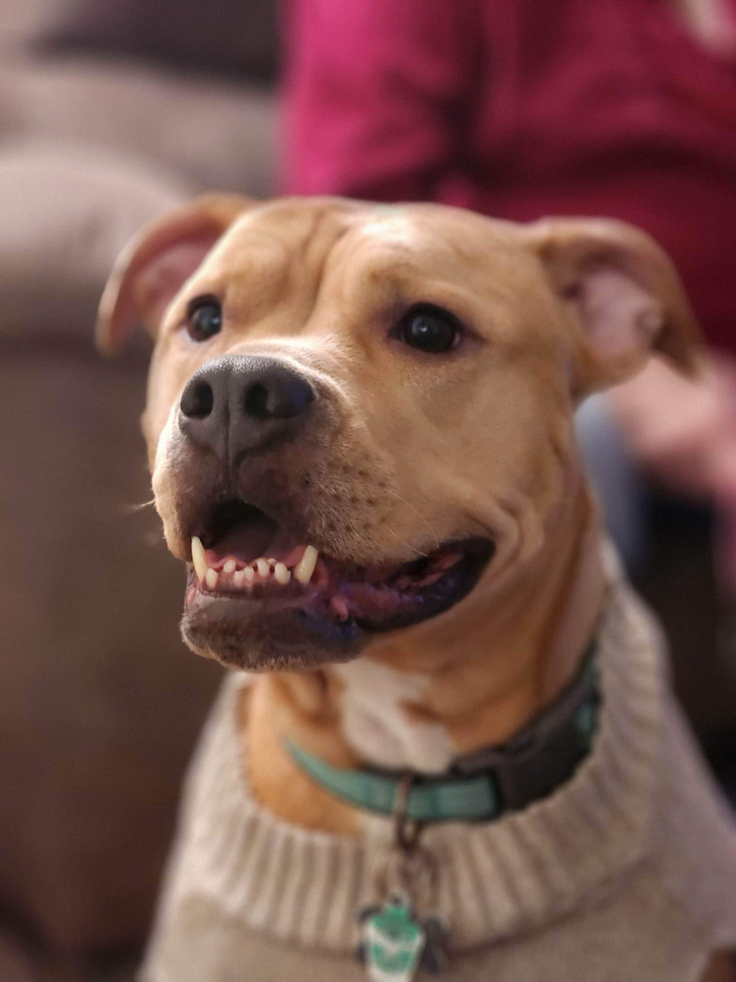 15 "Poorly Drawn" Yet Endearing Pet Pics That Are Helping Support ...