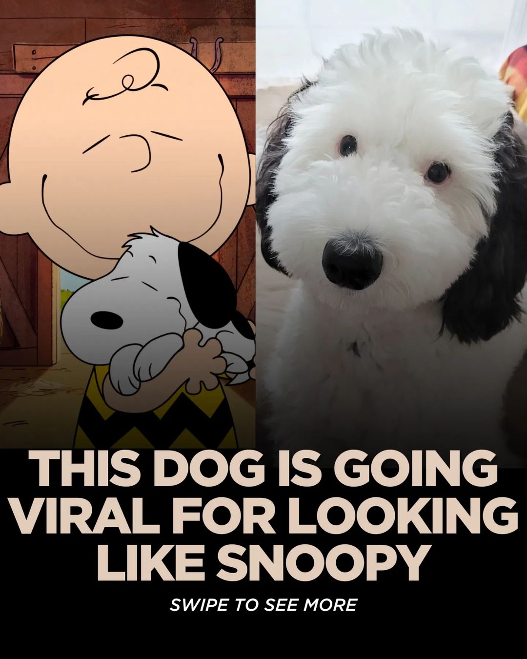 "Happiness Is A Warm Puppy." Meet Bayley, The Real-Life Dog Who Looks ...