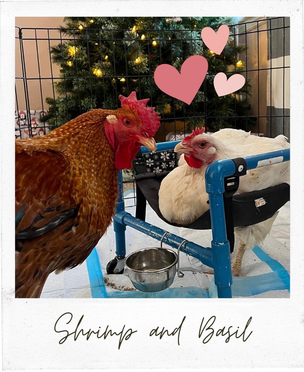 For Feather Or Worse: Rescue Rooster Falls Madly In Love With Disabled ...