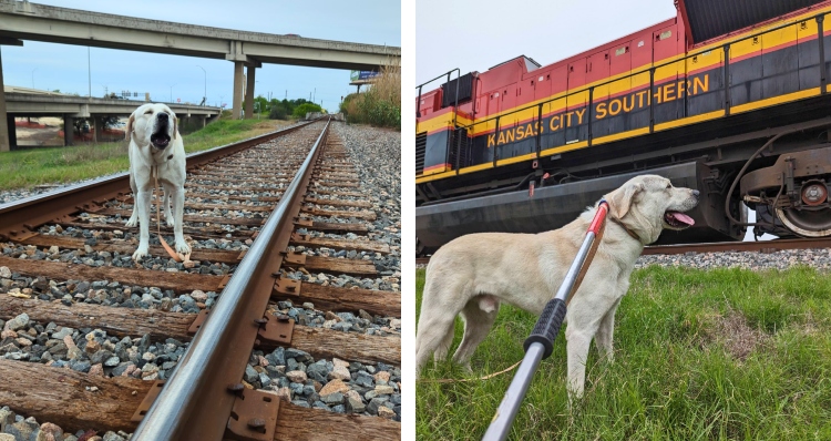 Moments Before Train Smashes Into Them, Cop Frees Dog Tied To Train ...