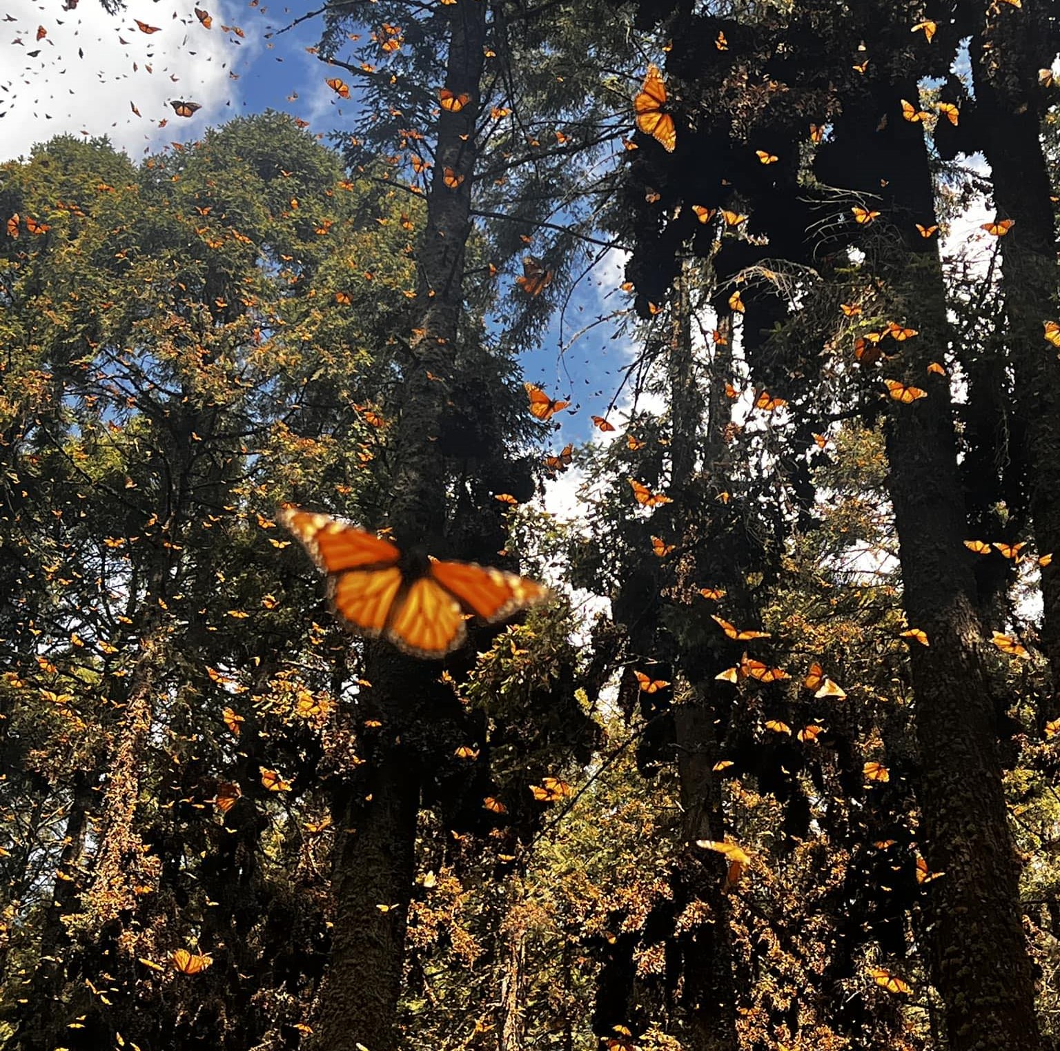 This "Butterfly Lady" Is On A Mission To Save Monarchs For A Beautiful ...