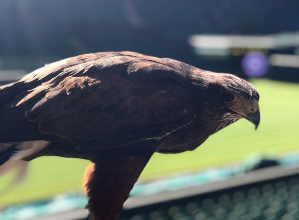 Meet Rufus, Wimbledon's Resident Security Hawk Keeping The Tournament ...