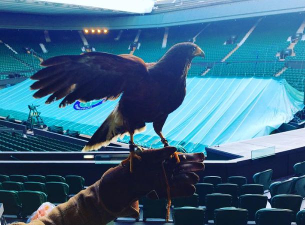 Meet Rufus, Wimbledon's Resident Security Hawk Keeping The Tournament ...