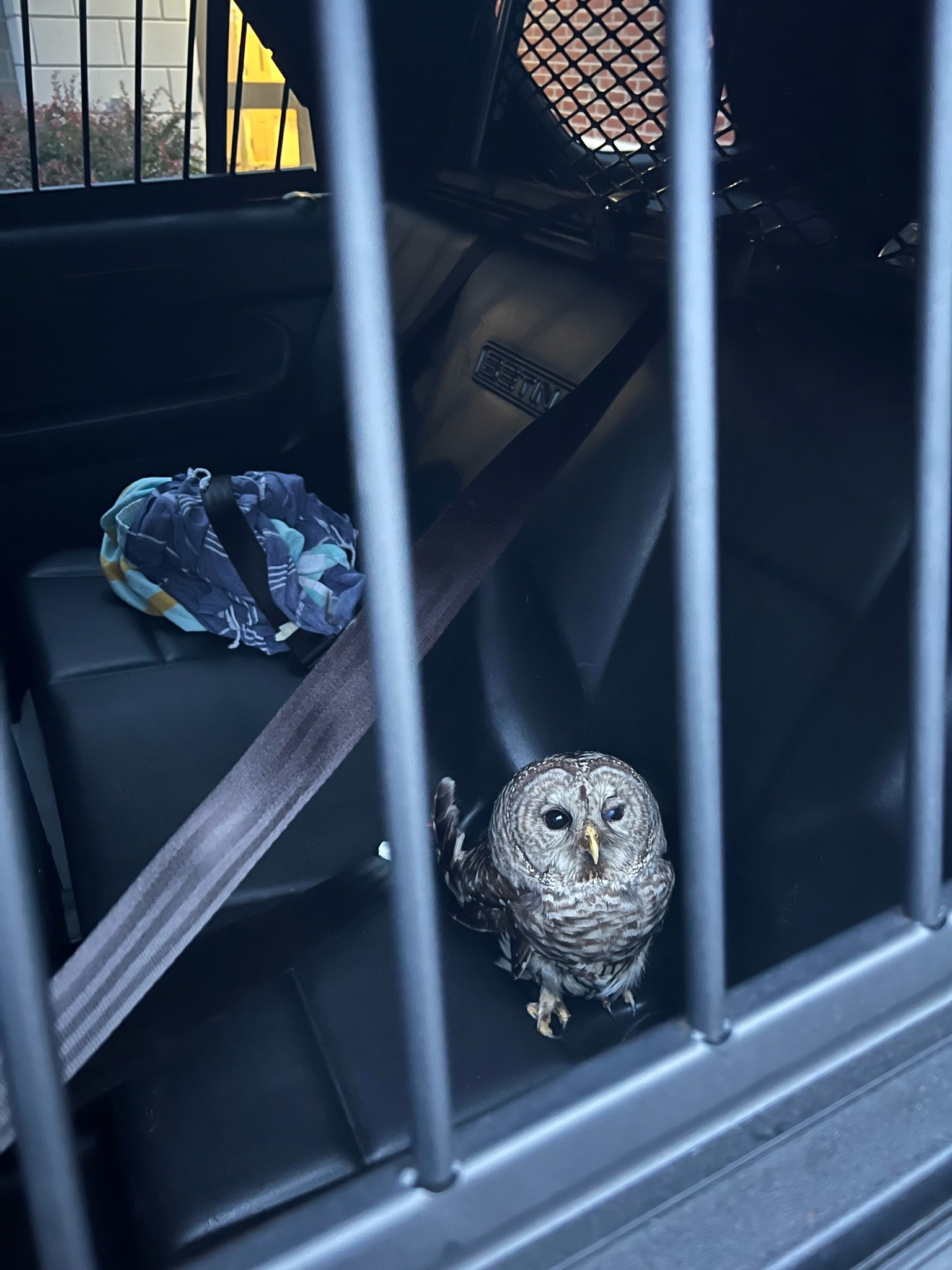 Owl Struck By Car Now On The Road To Recovery Thanks To Good Samaritans ...
