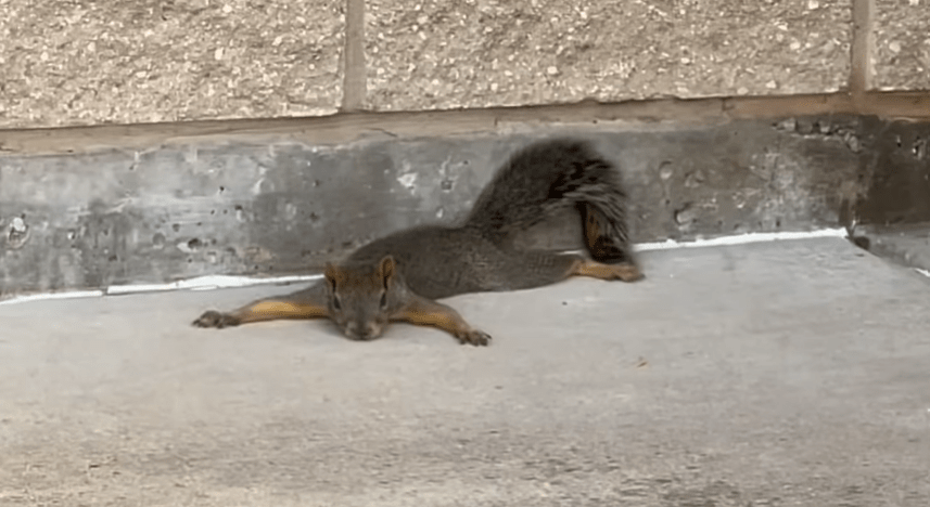Summer Of Splooting! Animals Everywhere Are Striking These Adorably ...