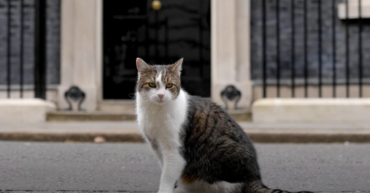 Larry The Cat's 12-Yr Reign As Chief Mouser At 10 Downing Street.