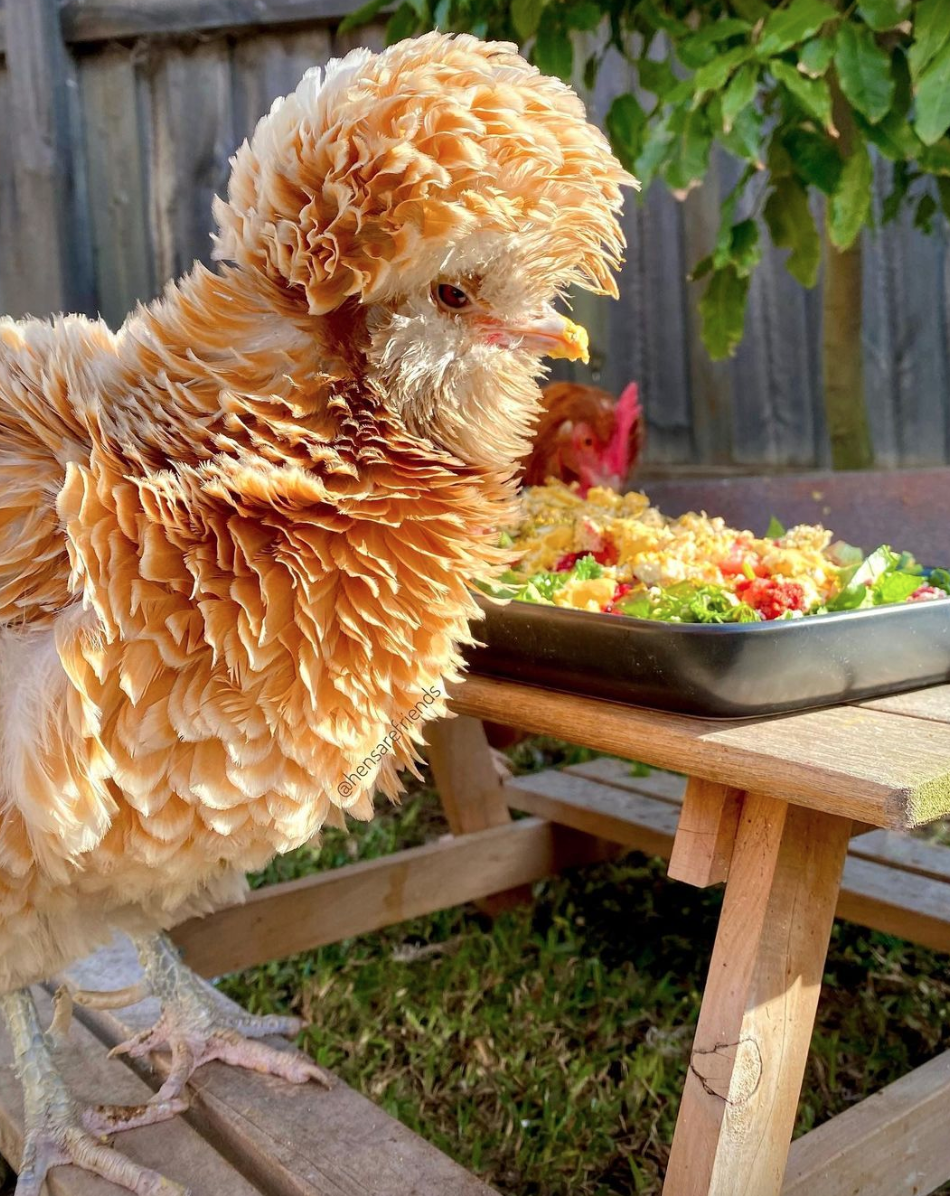 Meet The 4 Funniest-Looking Chicken Breeds In The World! – InspireMore