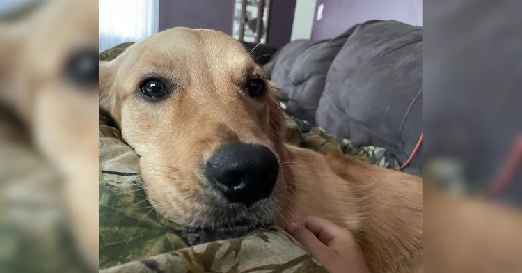 Beloved Dog Bolts During Fireworks — Months Later, A Familiar Face ...