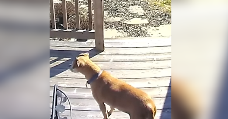 Technology To The Rescue! These 6 Lost Pets Got Home Safely Thanks To ...