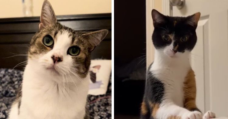 10 Adorable Clips Of Cat Siblings And Their Humans Having A Great Life ...