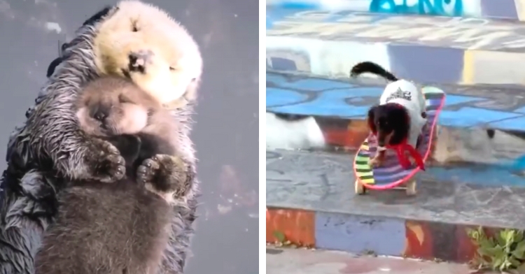 The Perfect Mid-Week Pick Me Up — 4 Adorable Animal Videos To Keep You ...