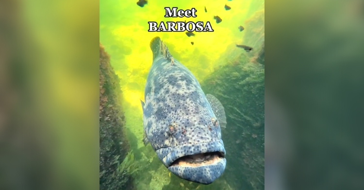 They Trained A Fish?! You’ll Never Believe What This Amazing Grouper ...