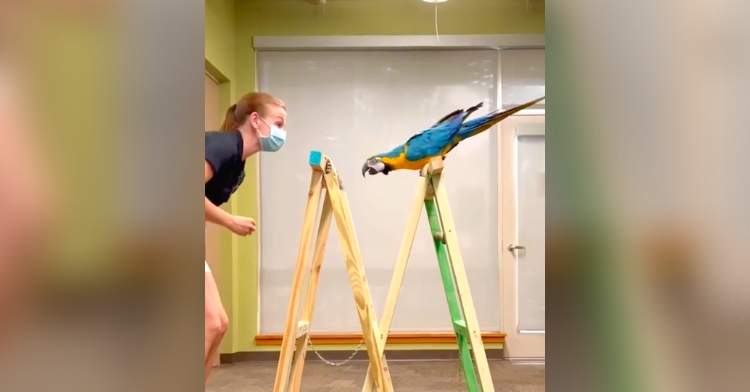 22-Yr-Old Parrot Overcomes His Fear And Learns To Fly... For The First ...