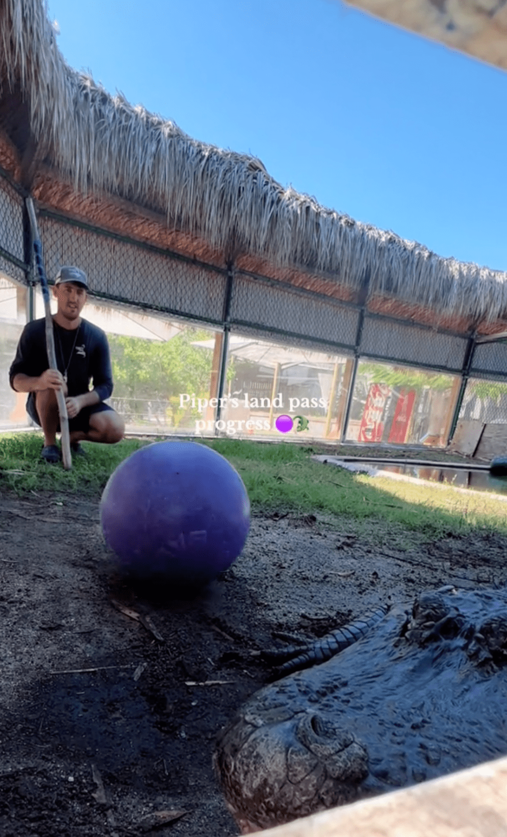 Amazing Animal Of The Week: Watch Piper The Alligator Play Catch With ...