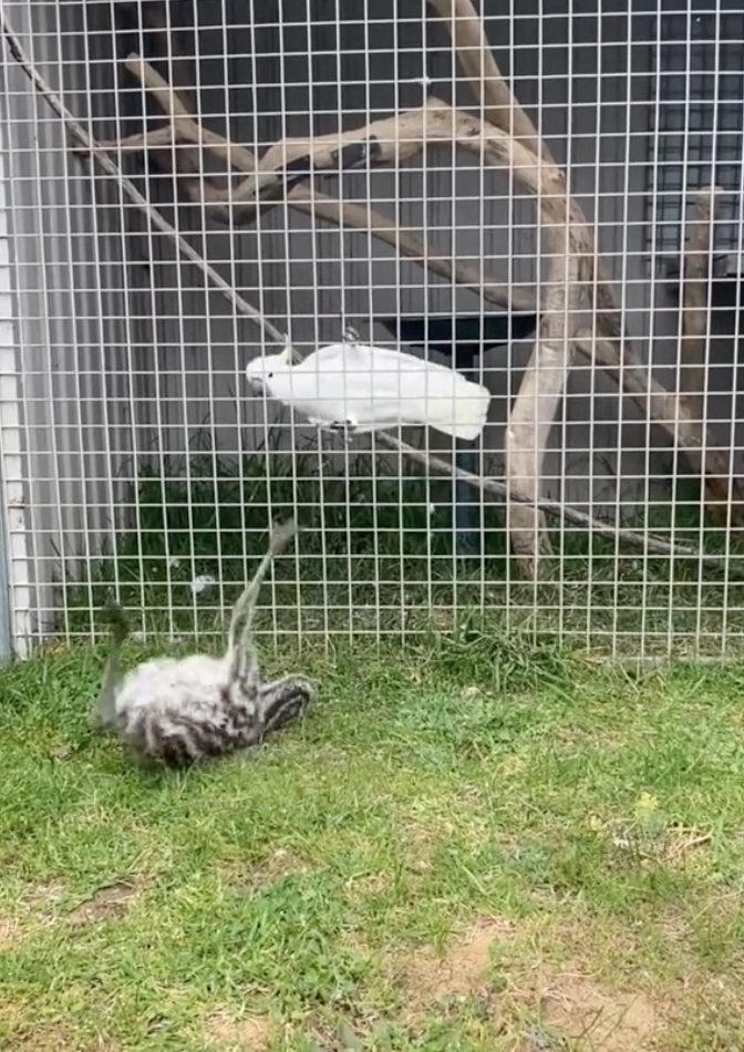 Baby Emu And Parrot Get In The Funniest Dance-Off You've Ever Seen ...
