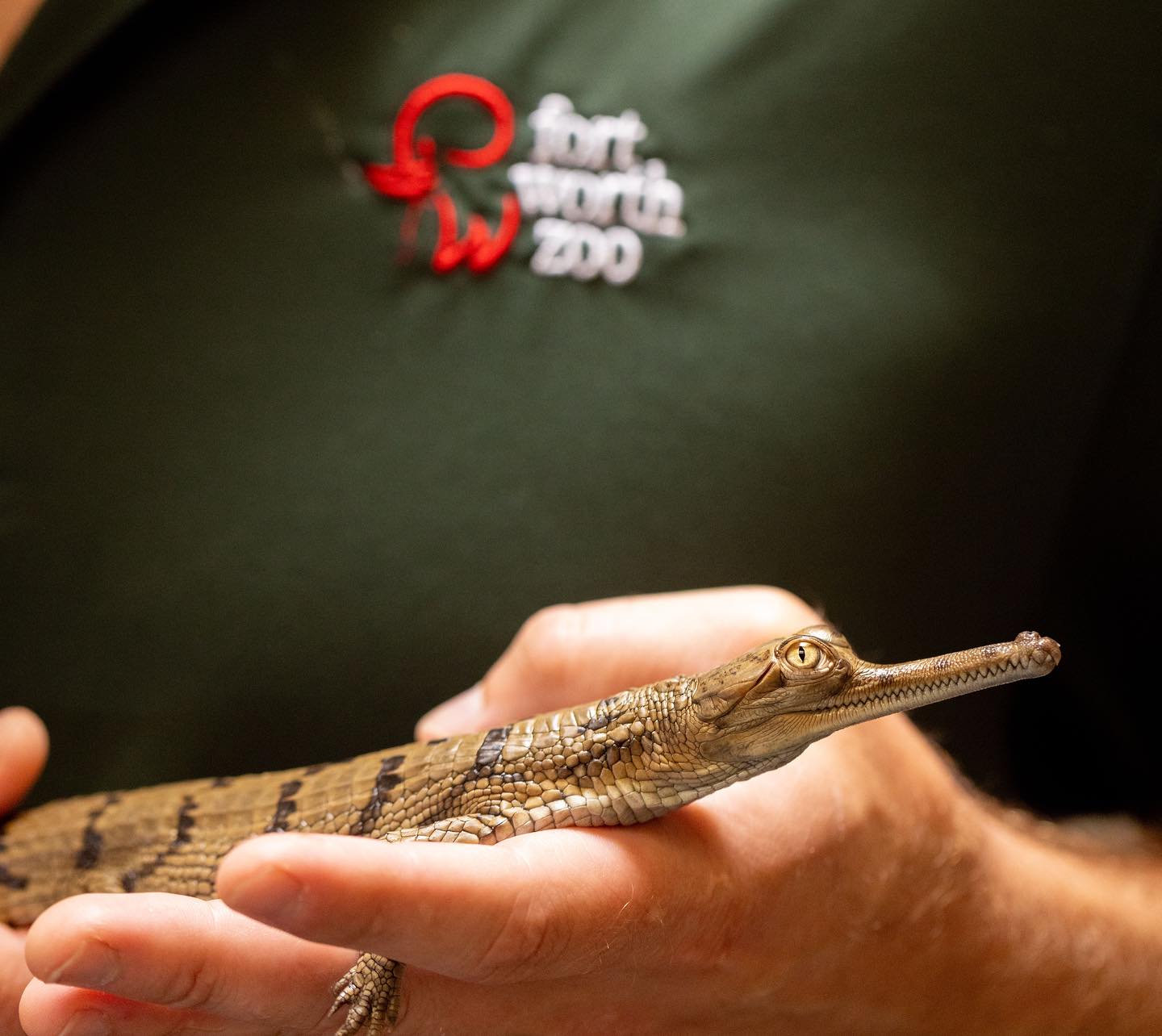 4 Incredibly Rare (And Oddly Cute) Baby Gharial Crocodiles Born At ...