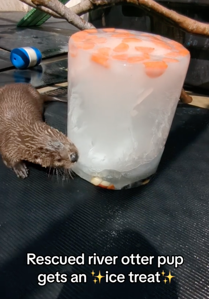 Watch This Adorable Rescued Otter Get an Extra Special Treat! – InspireMore