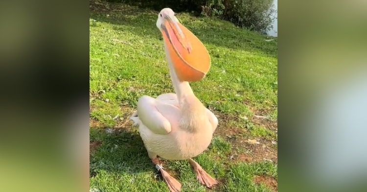Peculiar Pelican Shows Off 1 Of The Many Strange Uses Of Their Pouch ...