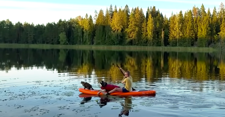 Pets On Paddleboards: How A Cat And 3 Huskies Took Over A Lake.