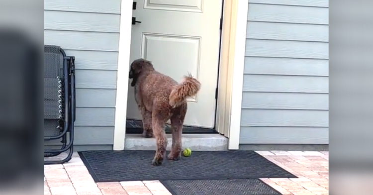 Pet Owner Discovers Hilarious Way Neighbor's Dog Keeps Breaking In ...