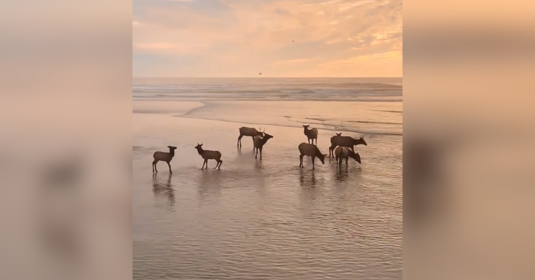 Breathtaking: Viral Video Shows Elk Frolicking On Oregon Beach ...