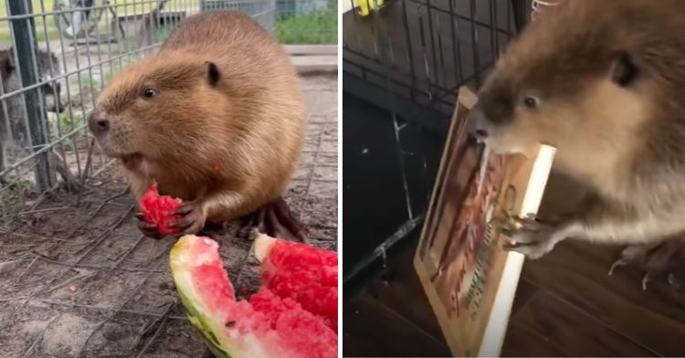 Baby Beavers Might Be The Cutest Animal Alive: WATCH – InspireMore