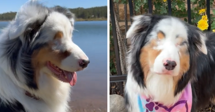 Jubilee The Blind Dog Is Showing The World Disabilities Don't Have To ...