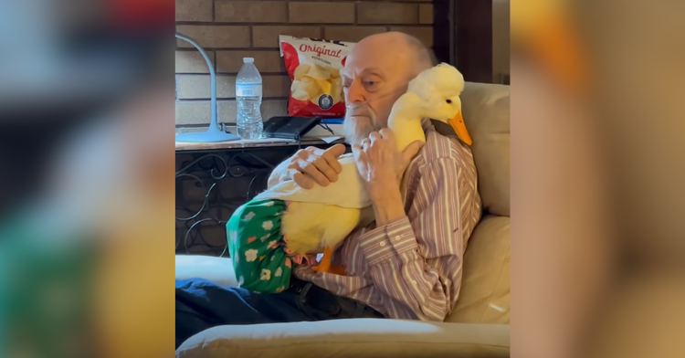 Elderly Man Embraces Emotional Support Duck (Who Is Wearing An Adorable ...