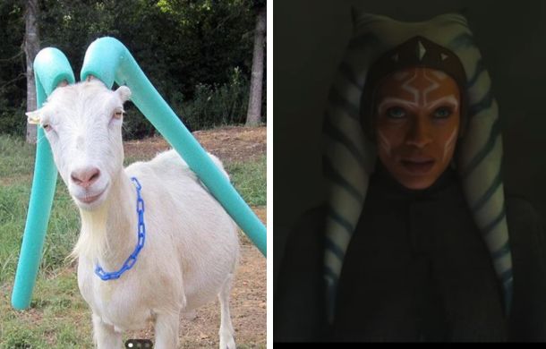 Baby Goats Are Cute, But They're Also Hilariously Dramatic… Just Listen ...