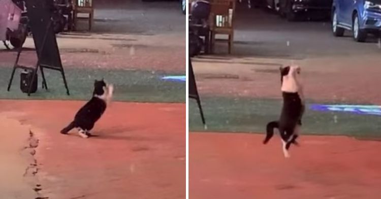 Playful Cat Tries To Catch Snowflakes In Ridiculously Adorable Video ...