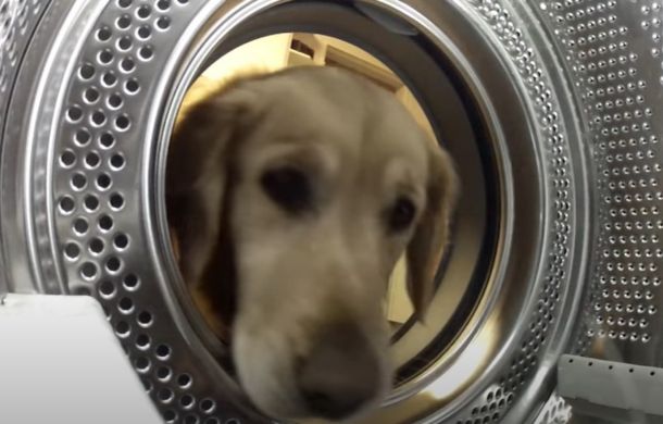 Operation Rescue Teddy Bear: Golden Retriever Saves Toy From Certain ...