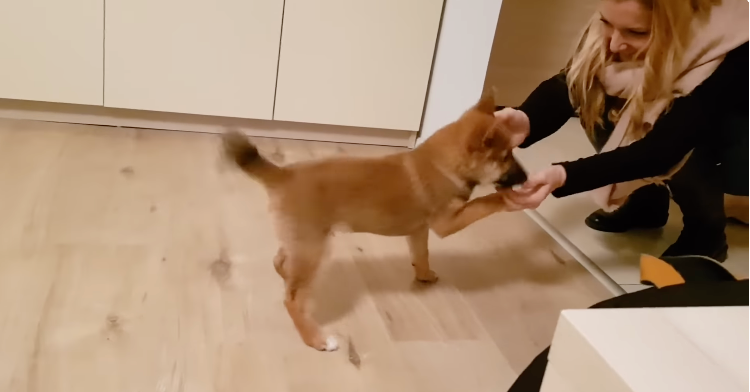That Tail! Puppy Has Cutest (And Quietest) Freak-Out When Mom Gets Home.