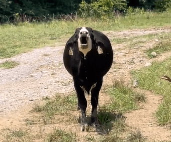 Have You Ever Heard A Cow Scream? It's Downright Hilarious, And A Bit ...