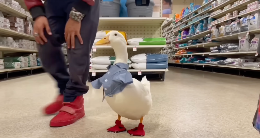 Join Wrinkle The Duck As She Waddles Around In the Cutest Shopping Spree.