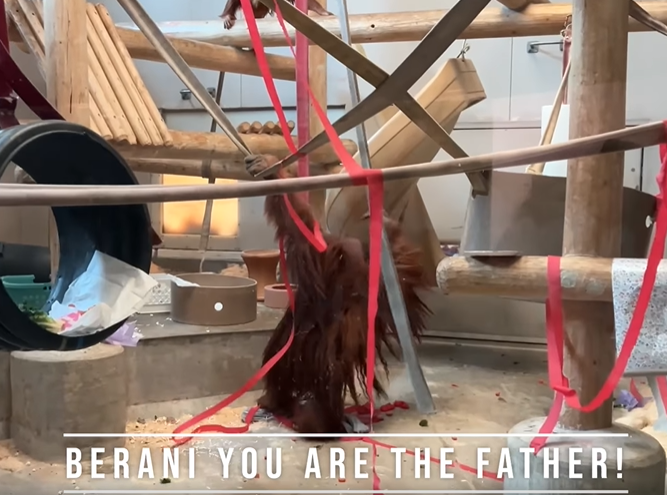 Maury Povich Announces Hilarious Paternity Results At Denver Zoo: "You ...