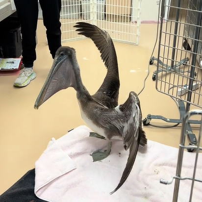 Pelican Or Pterodactyl? If You’ve Never Heard This Bird, You’ll Be Amazed!