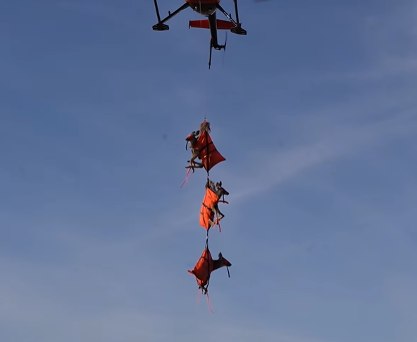 "Flying" Deer Spotted In The Sky… But They Aren't Delivering Presents!