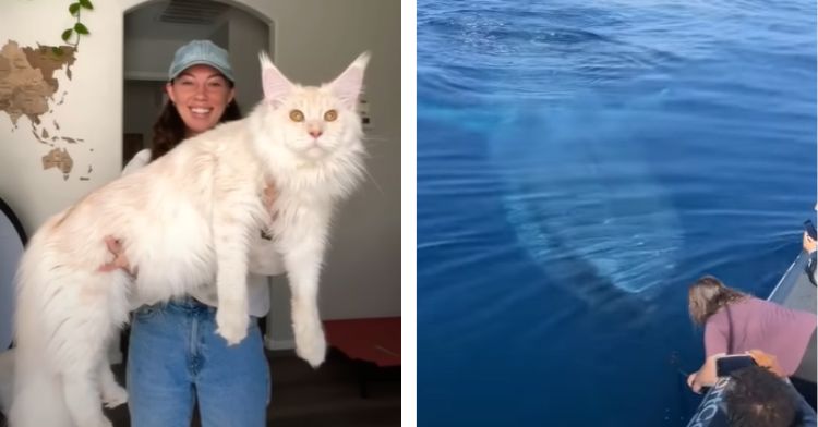 6 Larger Than Life Animals You'd Never Realize Were That Huge!