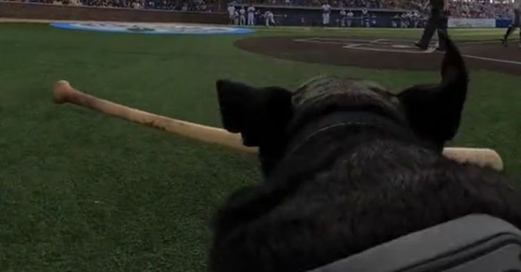 Move Over, Batman. Ripken The Bat Dog Is The Real Star Of The Show!