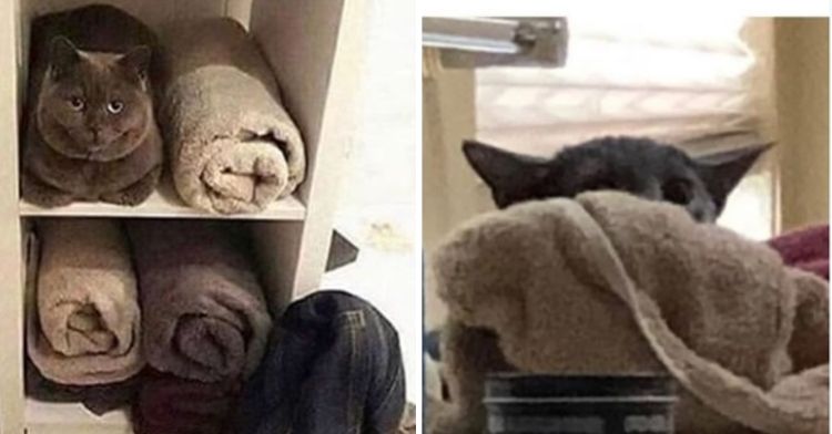 10 Memes About Cat Ownership That Are Just Too Relatable. – InspireMore