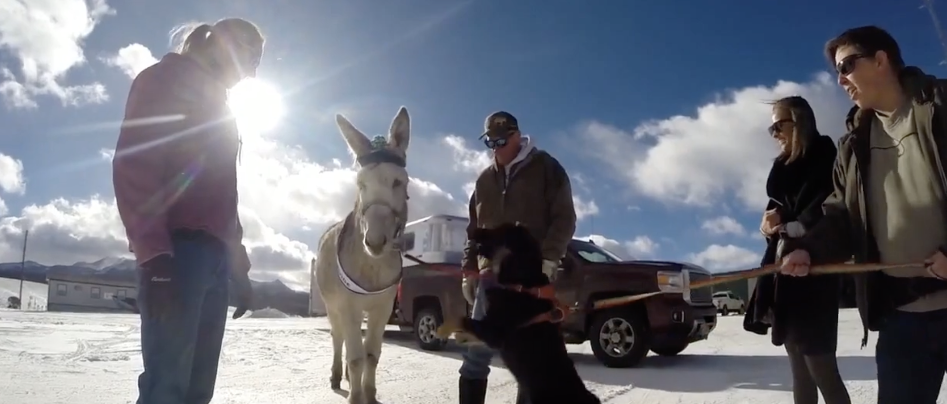 Who Will Replace Clyde The Donkey As This Colorado Town’s Next Four ...