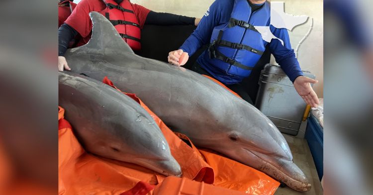 Dolphin Mother And Calf Rescued From Shallow Waters After Becoming Trapped.